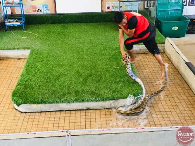 Cobra Snake Show Koh Samui Tickets – Thrilling Snake Experience with ...